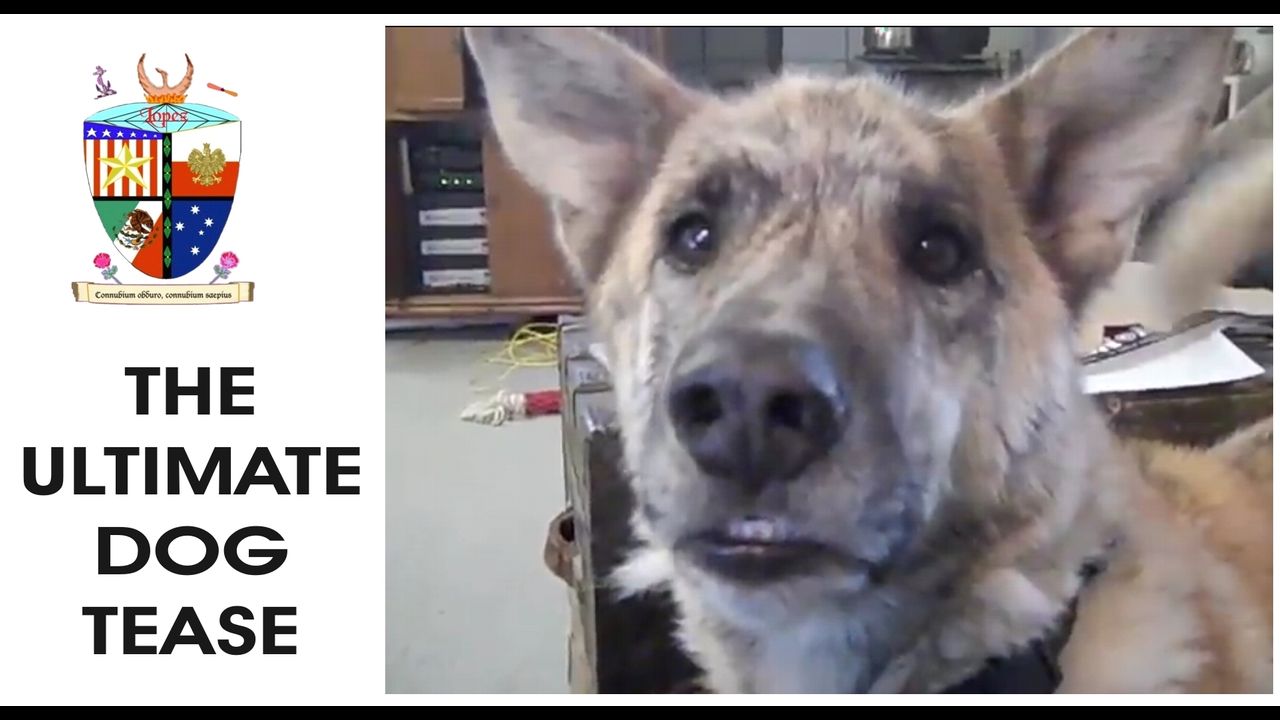 The Ultimate Dog Tease - Brighteon.com