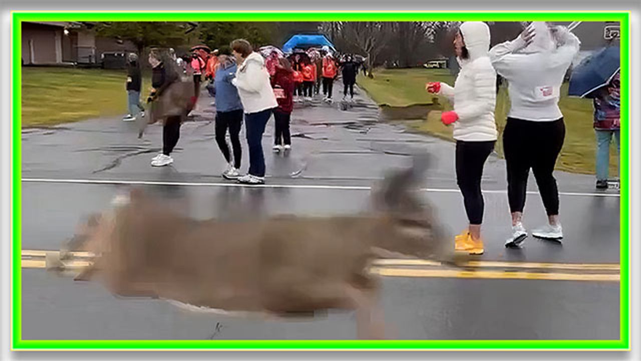 HERD OF DEER RUN OVER TURKEY TROT HUMANS - Brighteon .com