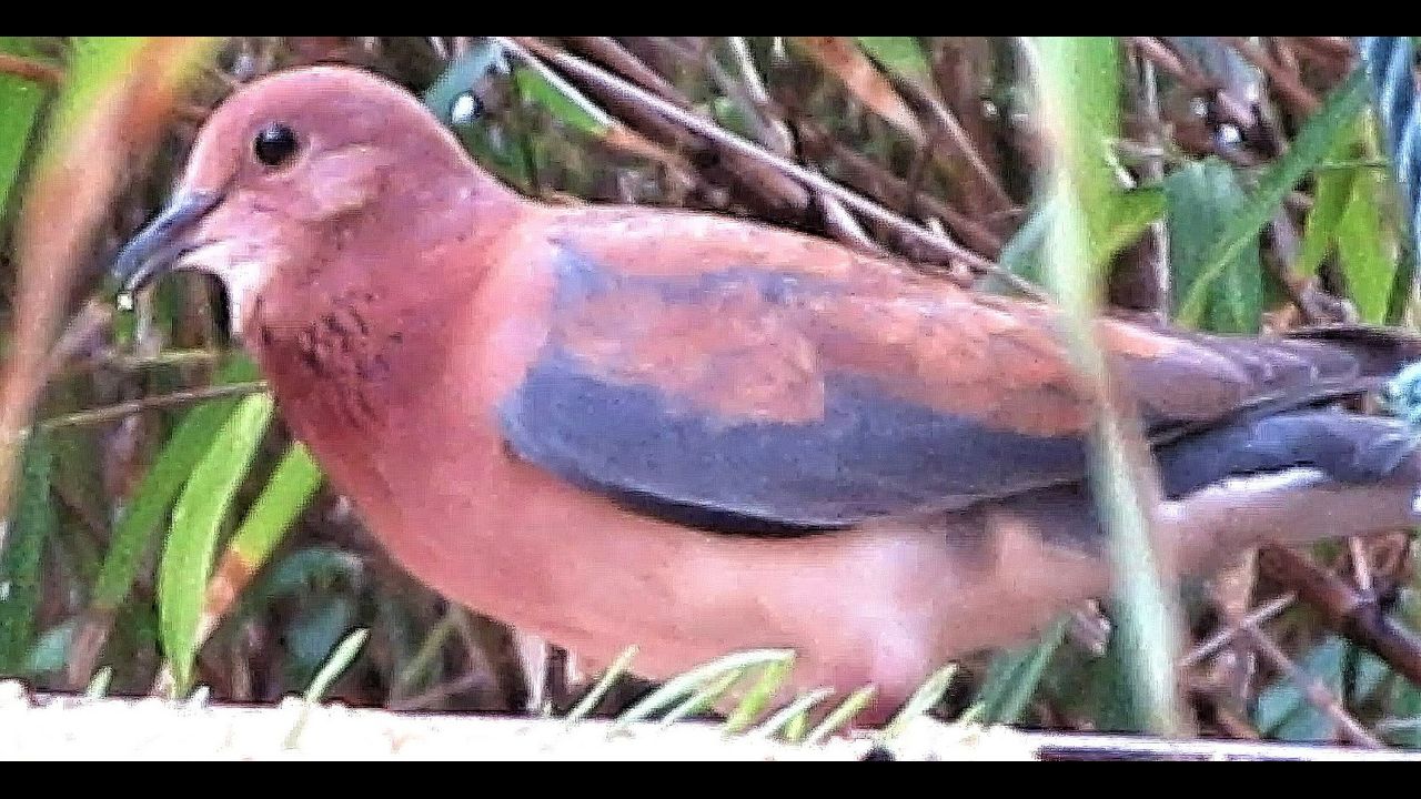 Gorgeously richly coloured dove appears among the crowd at my bird ...