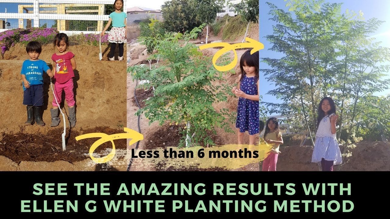 Planting a Fruit Tree the Ellen White Method - Brighteon.com