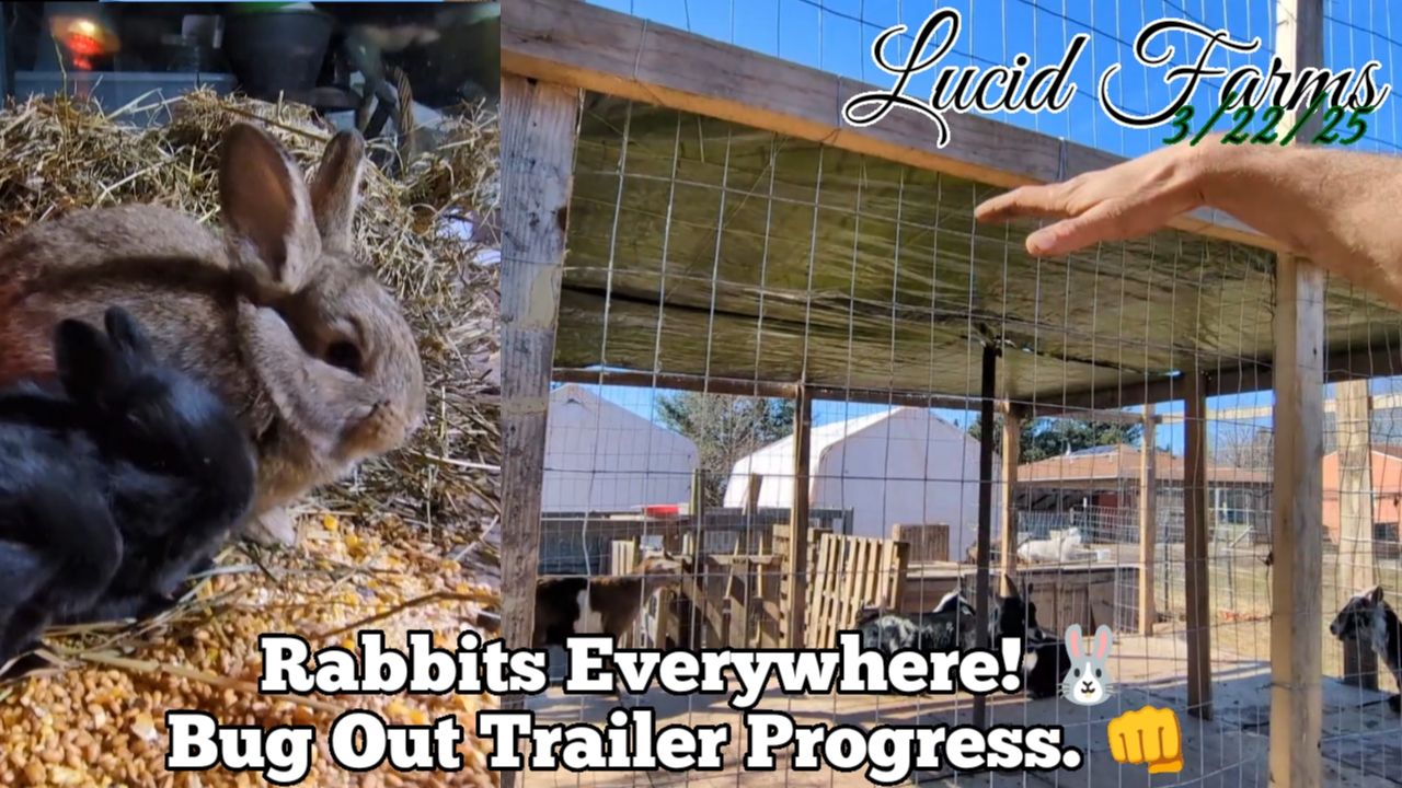 Rabbits Everywhere! 🐰 Bug Out Trailer Progress. 👊 3/22/25 Lucid Farms. - Brighteon .com