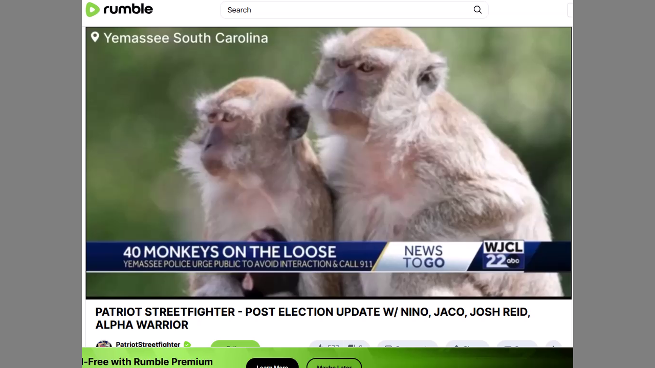 40 Biomedical research monkeys on the loose, Shoot on site Public ...