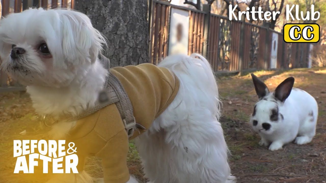 The Rabbit Is Stalking All The Dogs In The Town... Why? I Before & After Ep 107 - Brighteon.com