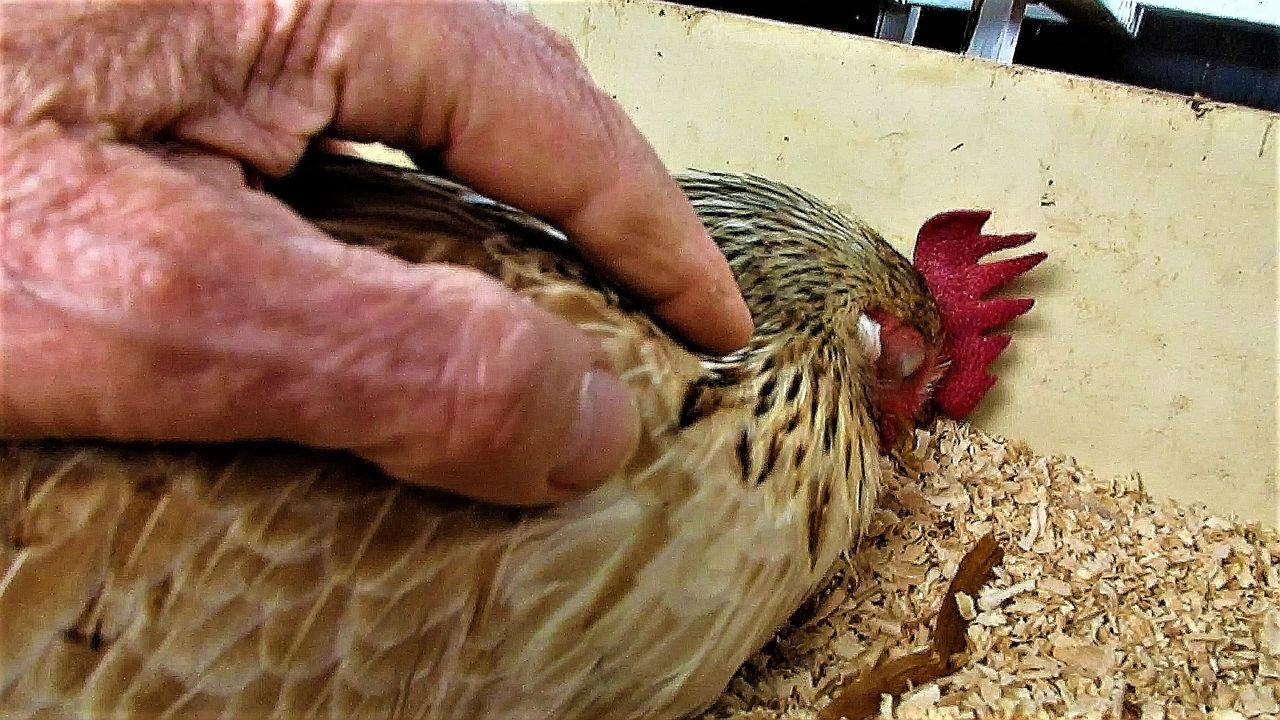 P.4d Six days in Balingup: Chook business – dying chook, grain feeder ...