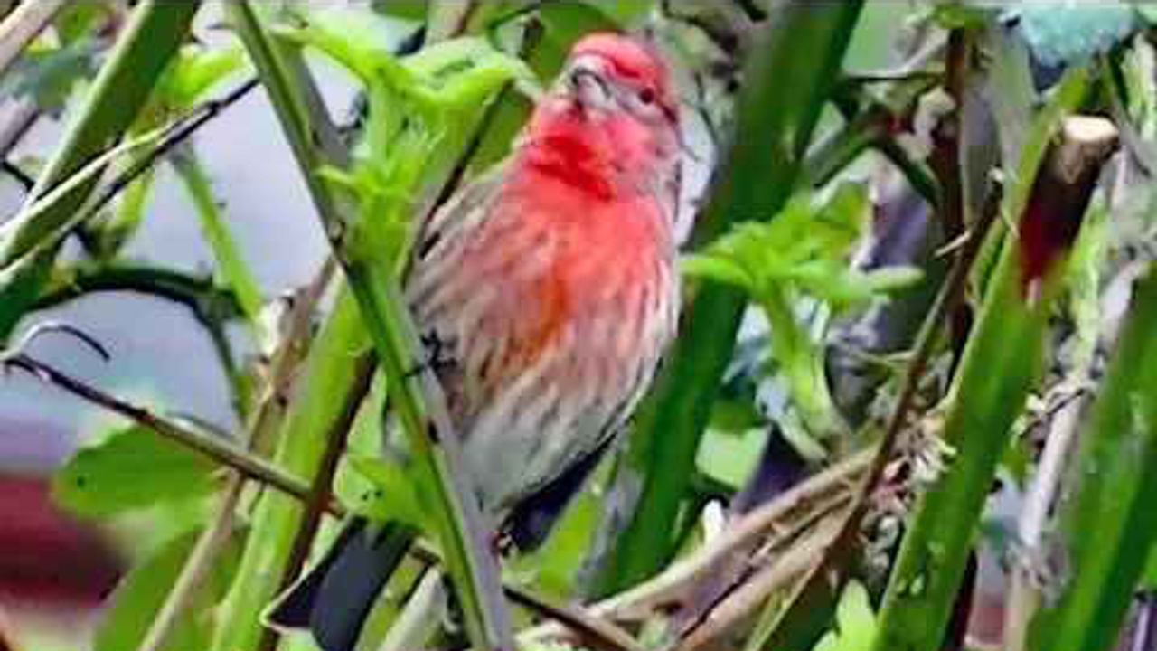 IECV NV #200 - 👀 A Red Headed Finch In The Sticker Bush 2-29-2016 ...