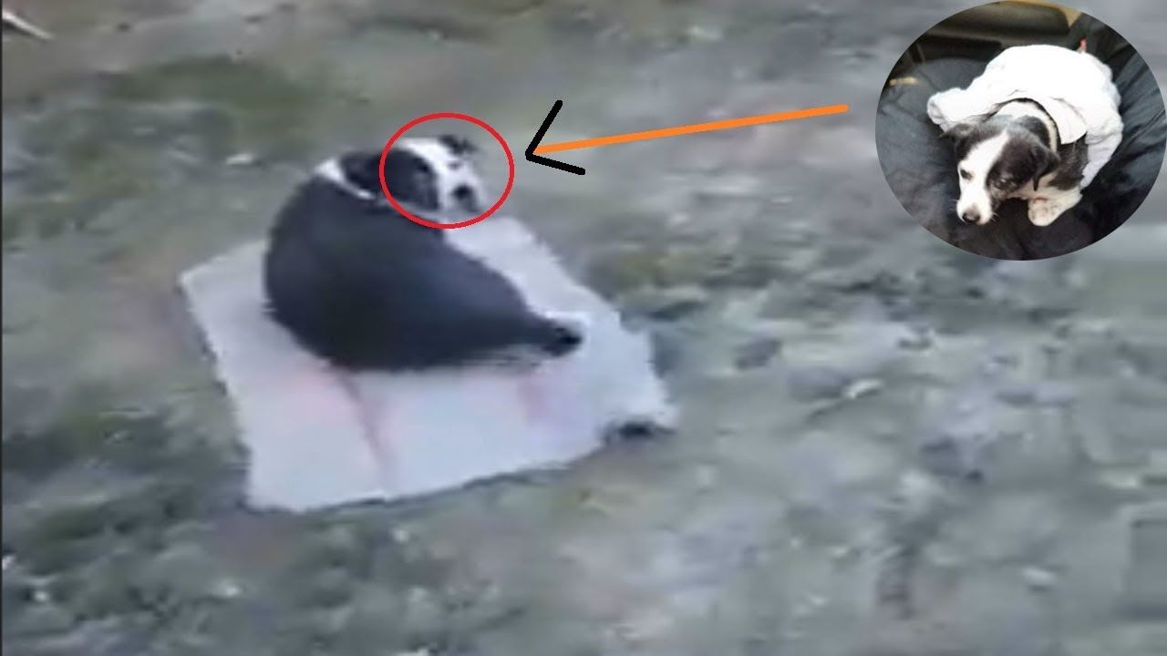 The owner abused her many times without any reason, but she still ...