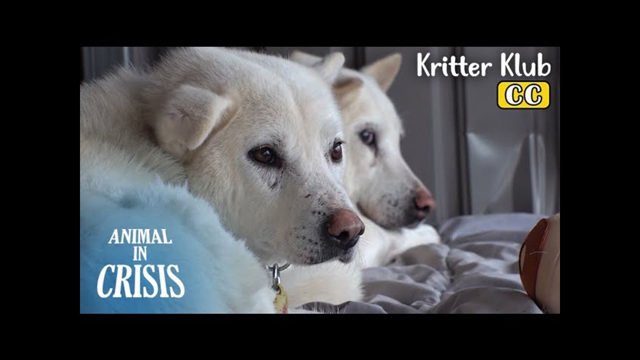 Reason Why Dogs Hid From People For 3 Months... l Animal in Crisis 414 - Brighteon.com