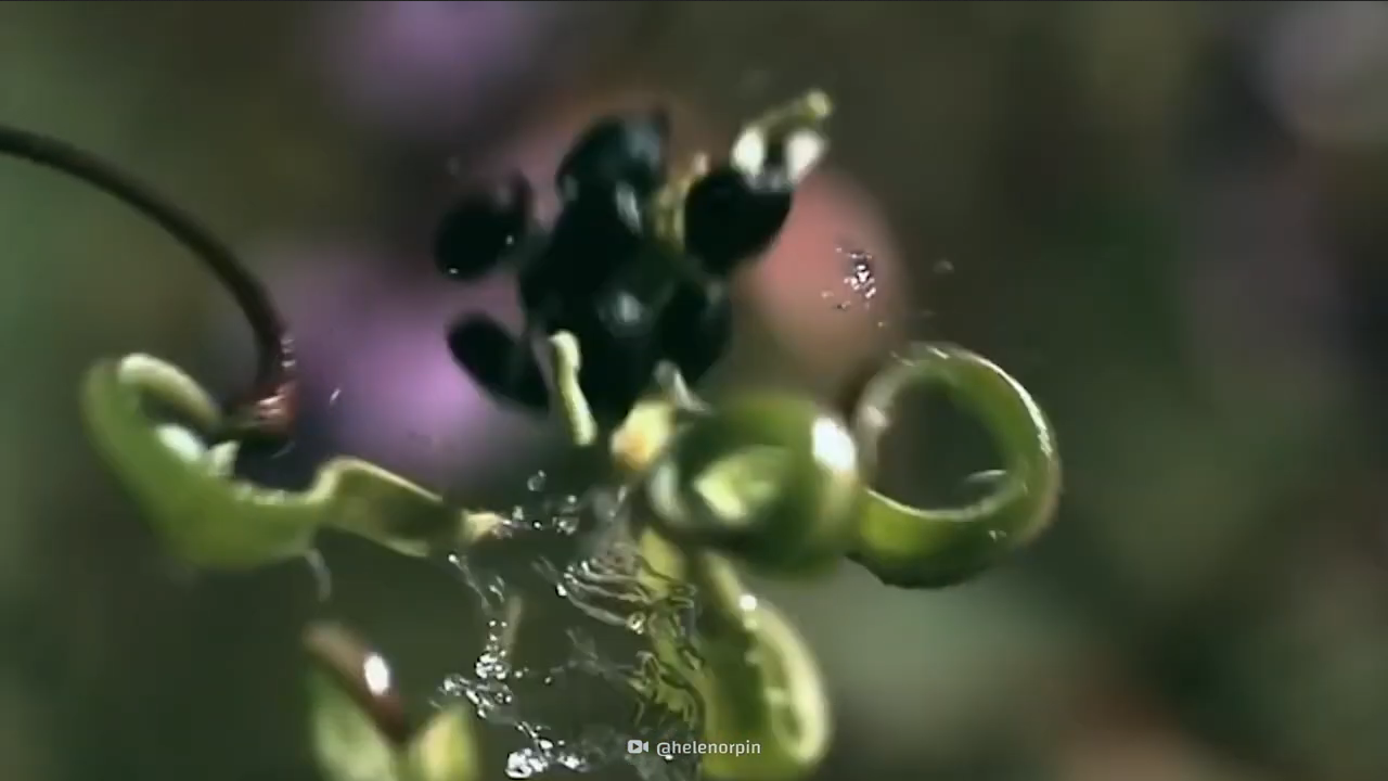 These Exploding Plants Will Blow Your Mind - Brighteon.com