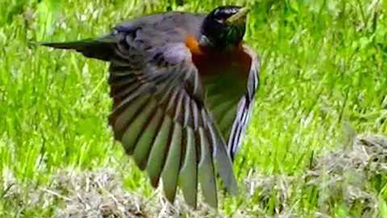 IECV NV #364 - 👀 American Robin 🐦In The Neighbor's Tree 🌲5-28-2017 ...