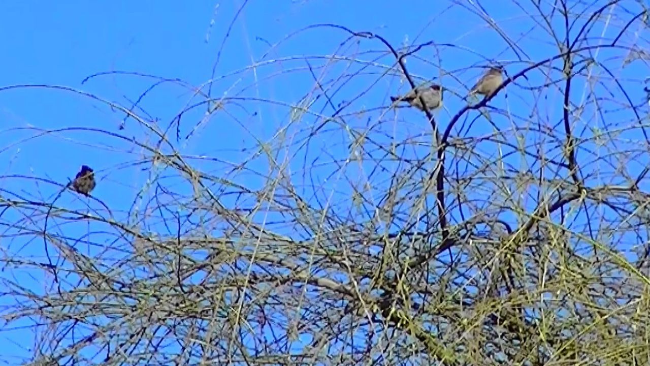 IECV NV #765 - House Sparrows Hanging Out In The Weeping Willow Tree 3 ...