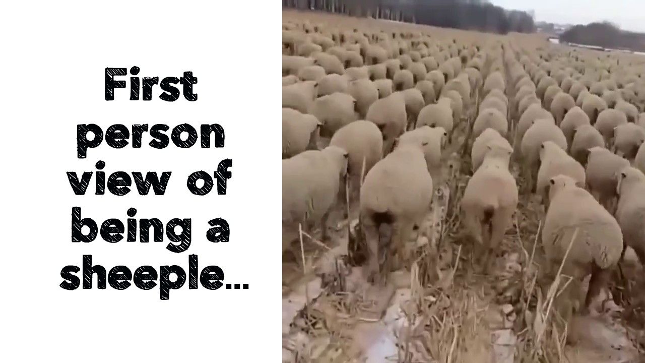 First person view of being a sheeple… - Brighteon .com