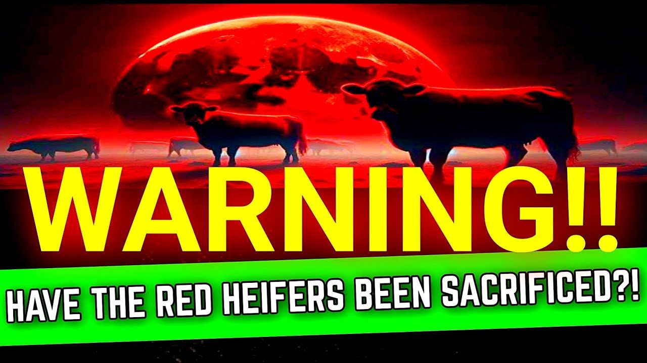 Red Heifer Update - Brighteon .com